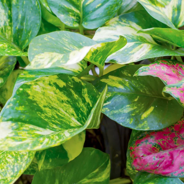 ᐈ Pothos plant stock images, Royalty Free pothos pictures | download on ...