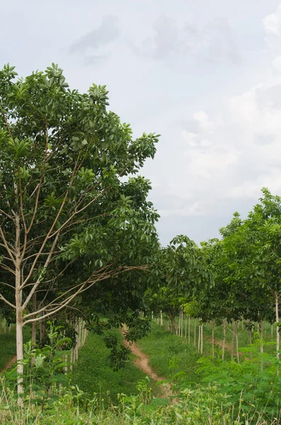 Carbon on plantations Stock Photos, Royalty Free Carbon on plantations ...