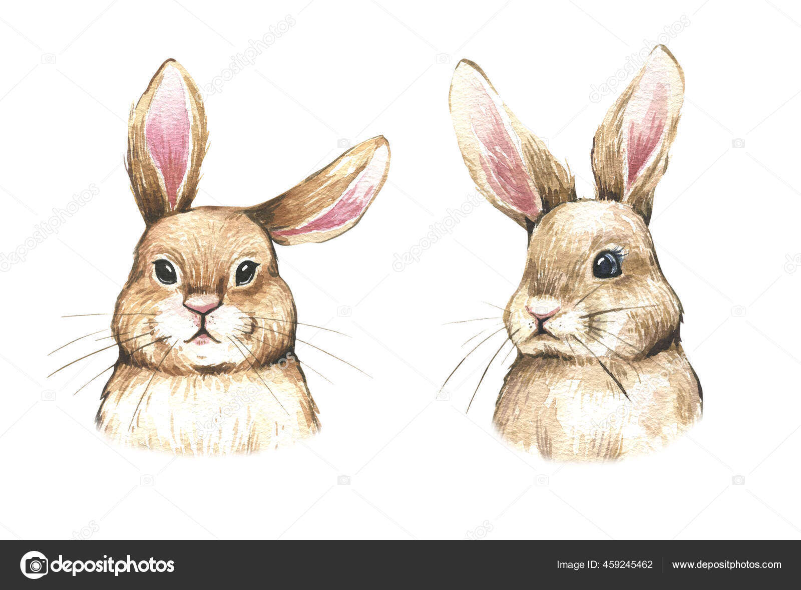 Watercolor Rabbit,Bunny set . Watercolor illustration isolated on white ...
