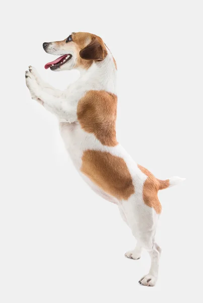 Happy dance dog Stock Photos, Royalty Free Happy dance dog Images ...