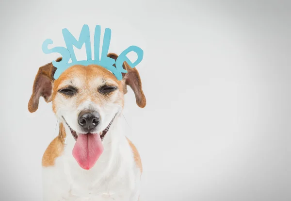 Happy Laughing Dog Yellow Background Blue Shirt Sunny Light Jack Stock ...