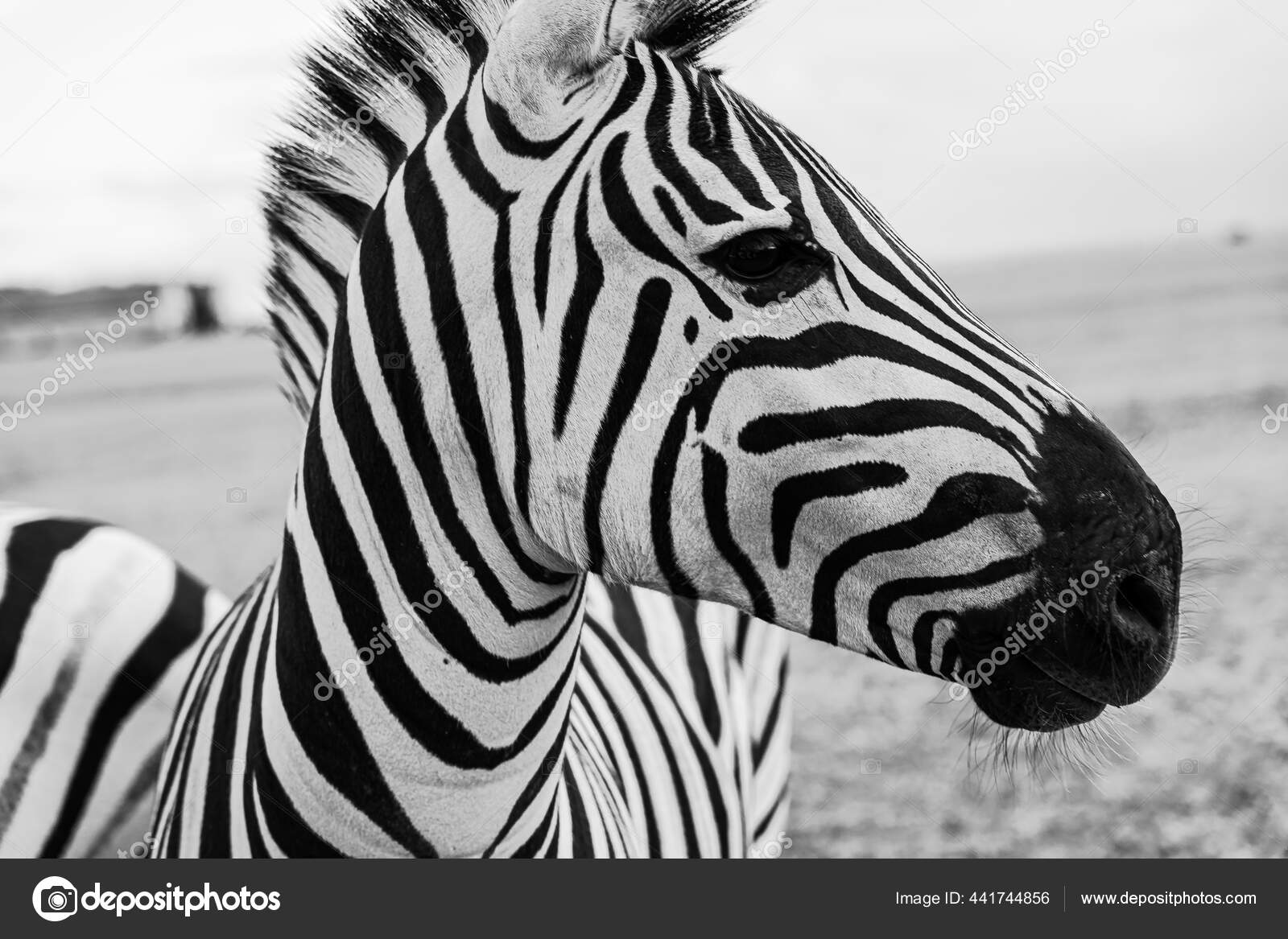 Zebra Face Profile
