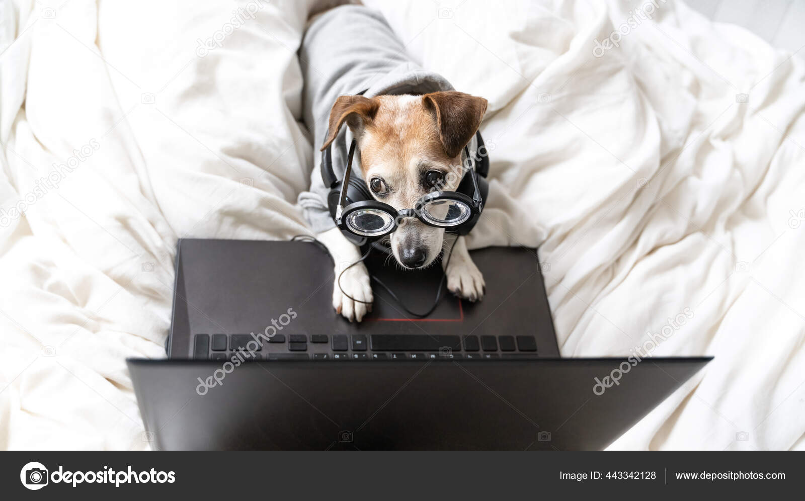 Tired Dog Computer