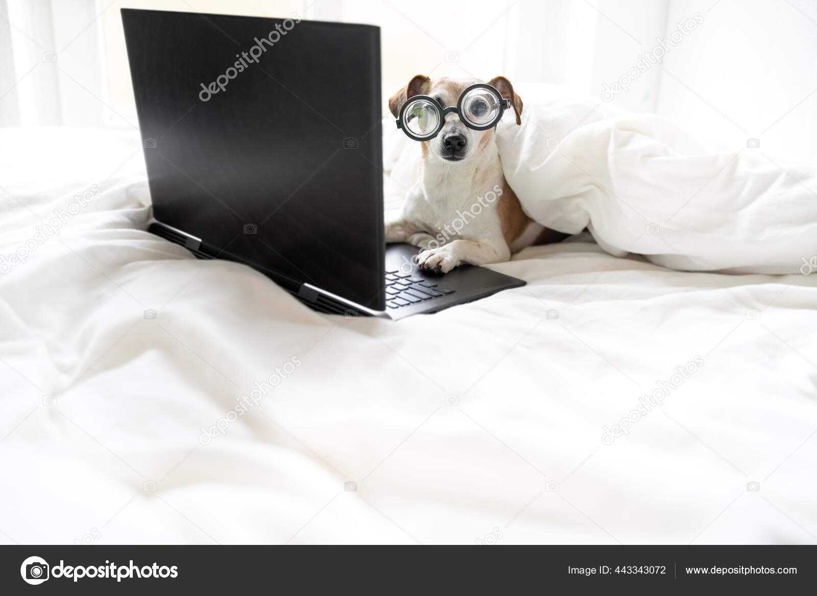 Smart Nerd Dog Jack Russell Terrier Glasses Looking Camera Using Stock ...