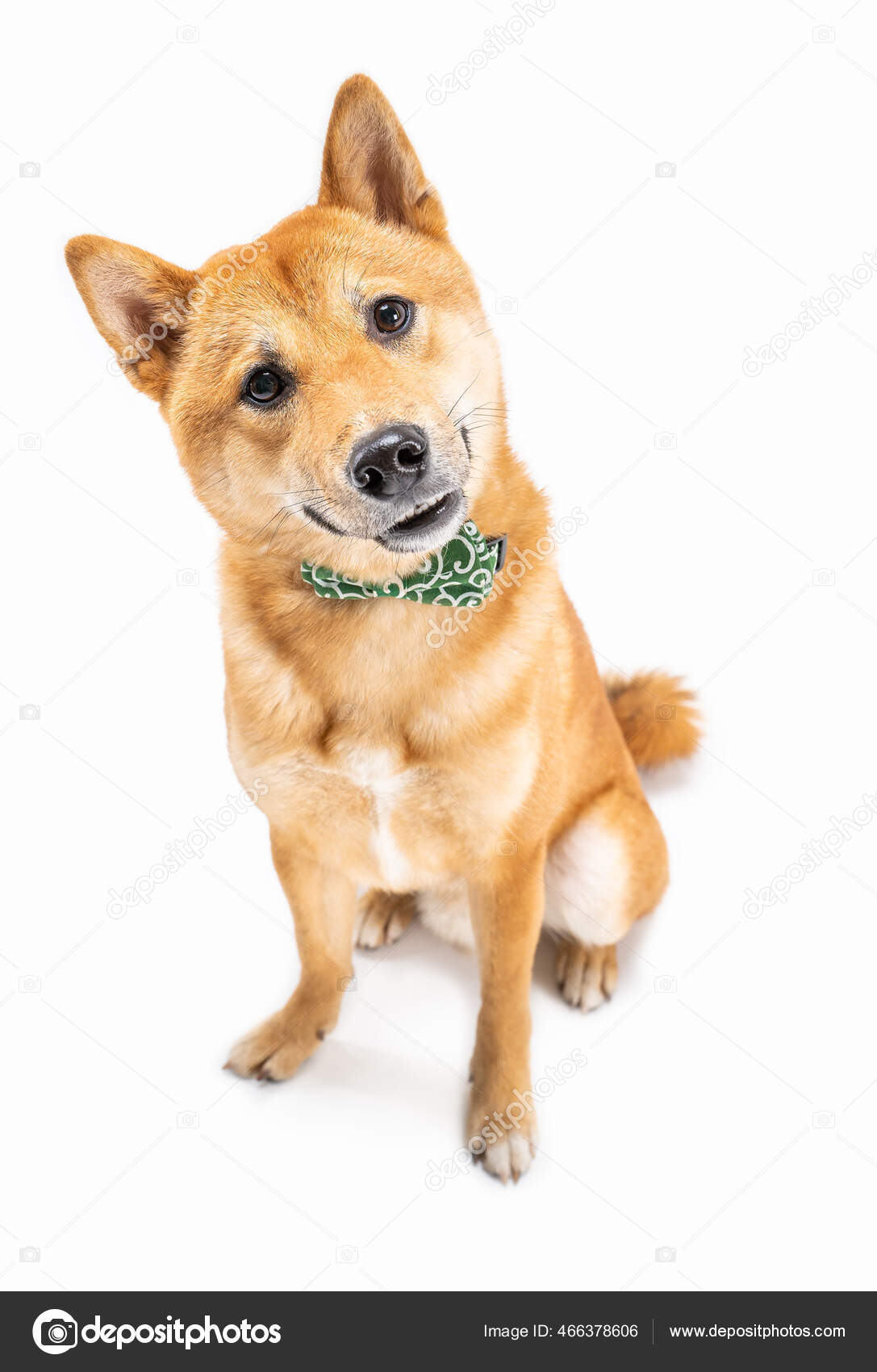 Attentive Interested Curious Look Dog Shiba Inu White Background ...