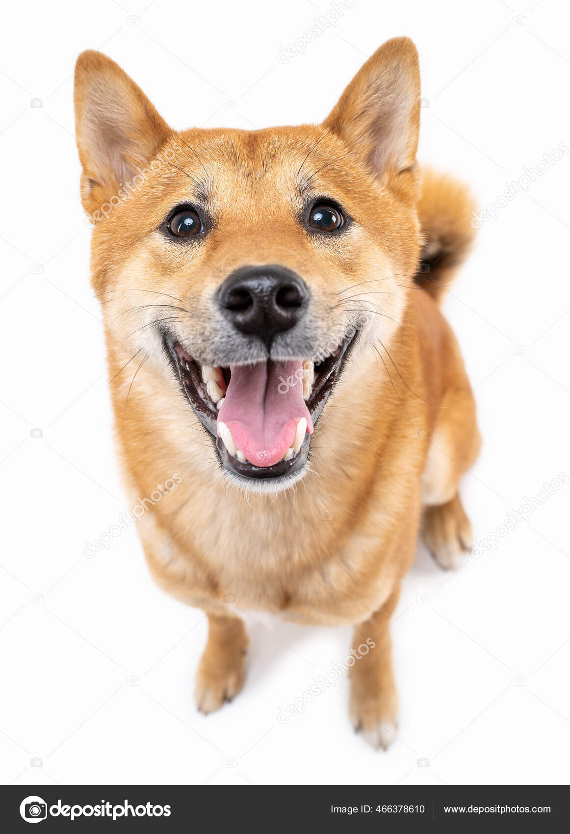 Are Shiba Inus Friendly