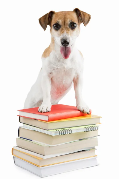 Imágenes de Perro estudiando, fotos de Perro estudiando sin royalties ...