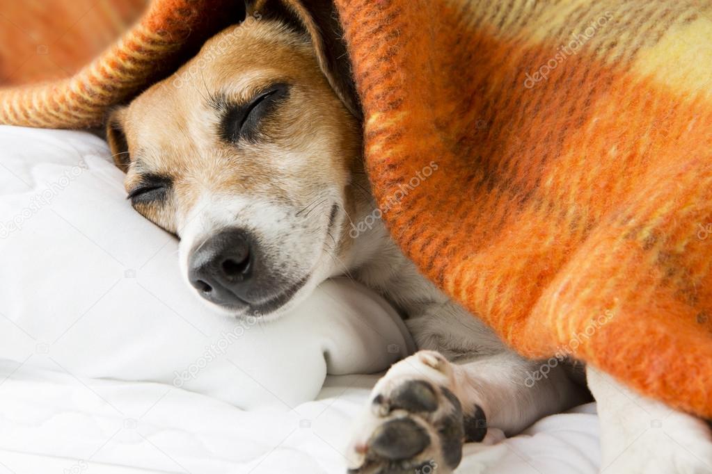 Relaxation and comfort puppy Stock Photo by ©Flydragonfly 59370001