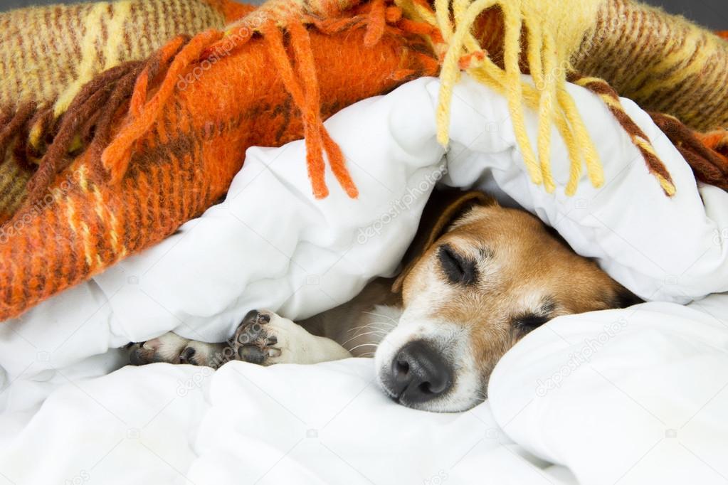 Cute dog is sleeping in bed — Stock Photo © Flydragonfly #68152353