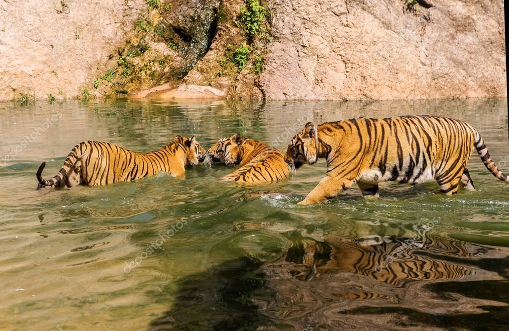 Tiger Cubs Playing In Water