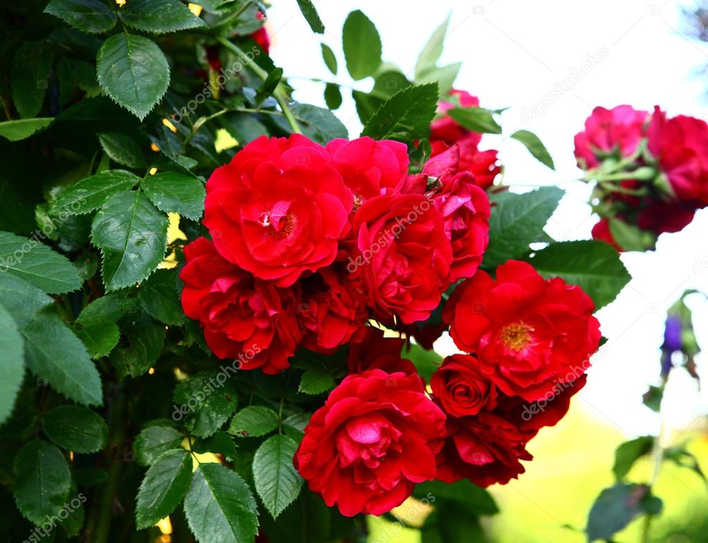 Red roses bush in the private garden Stock Photo by ©Ulianna 79080250