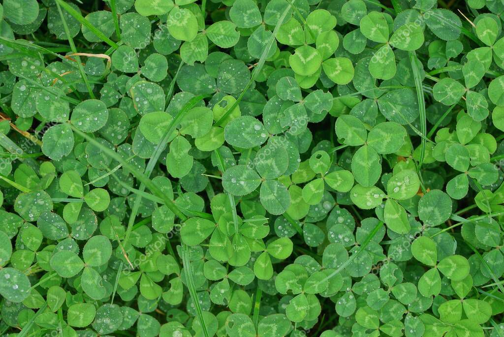 trasfondo verde natural vegetativo de trébol y hierba en la naturaleza 2022