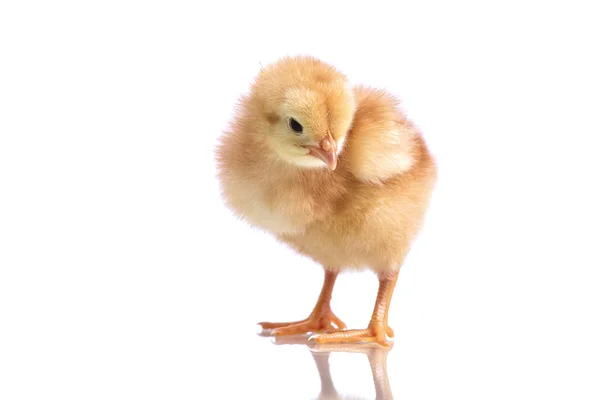 Little baby-chicken — Stock Photo © Mny-Jhee #3470301