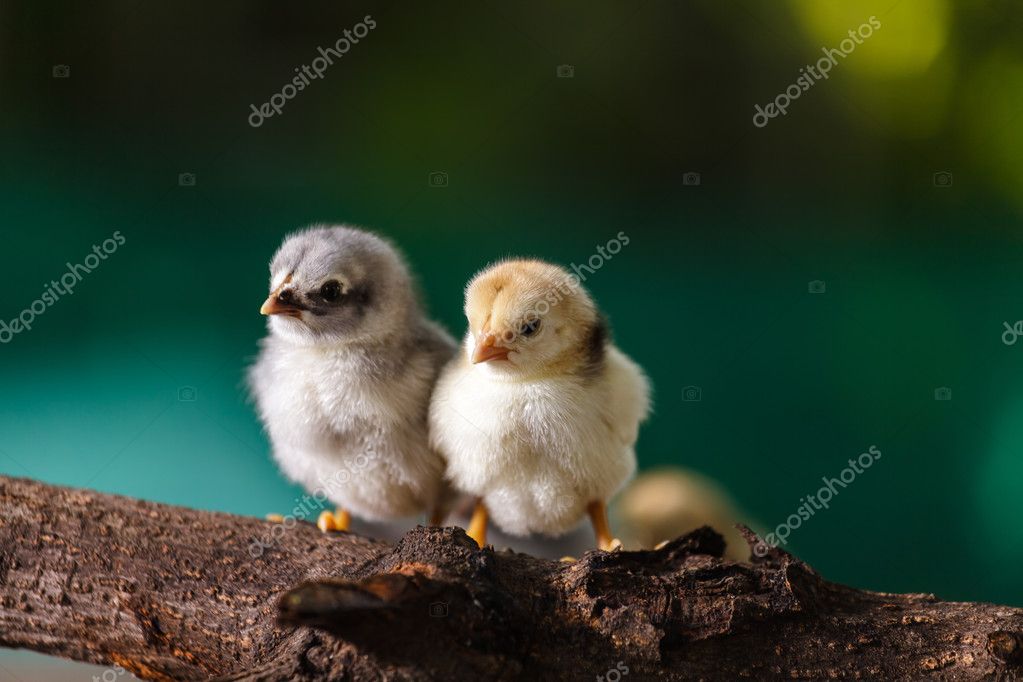 Cute chicks on nature background — Stock Photo © Naypong #86098158