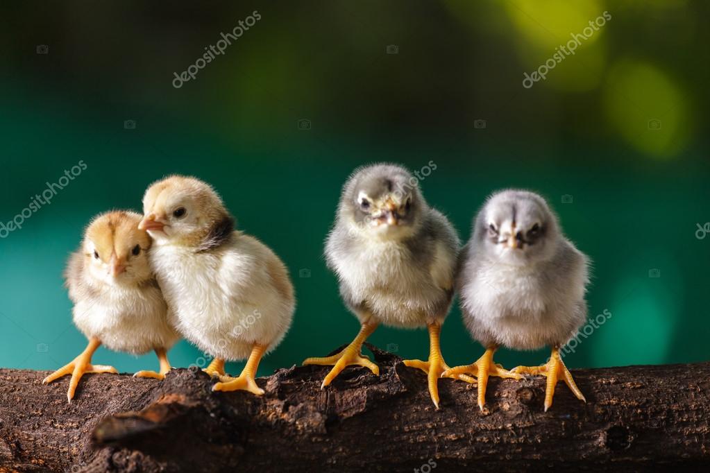 Cute chicks on nature background Stock Photo by ©Naypong 86098226
