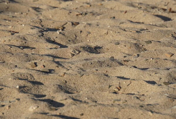 Snapping turtle footprint Stock Photos, Royalty Free Snapping turtle ...
