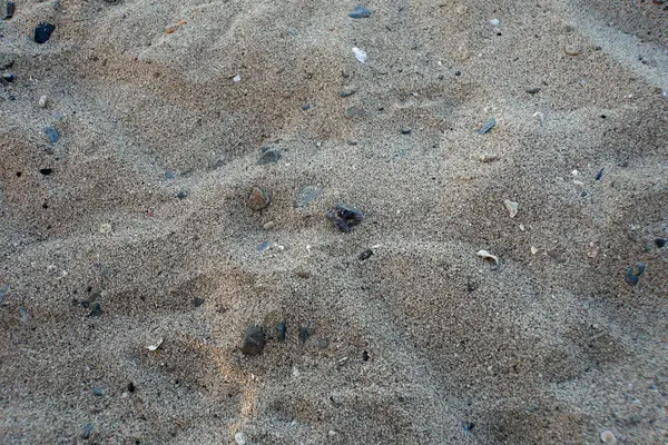 Sand burrs Stock Photos, Royalty Free Sand burrs Images | Depositphotos