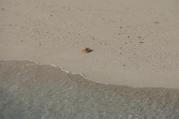 Strand sap fotos de stock, imágenes de Strand sap sin royalties ...