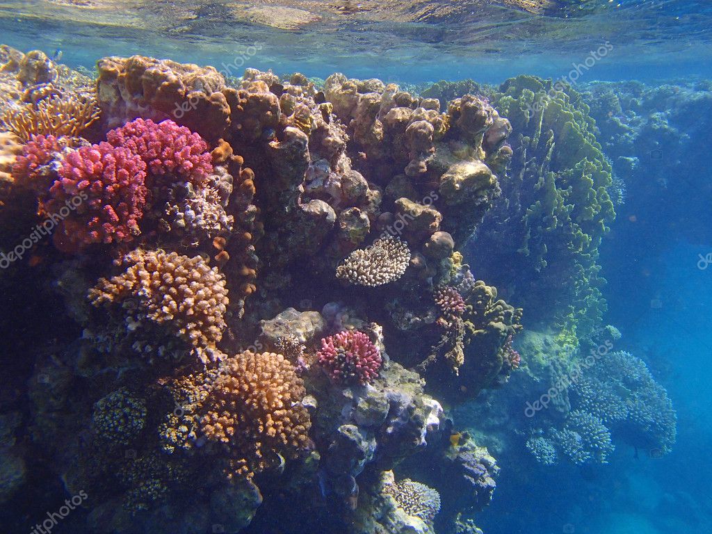 Incre ble mar rojo 2024