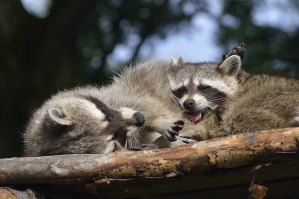 Familia feliz con mapache Stock Photos, Royalty Free Familia feliz con ...