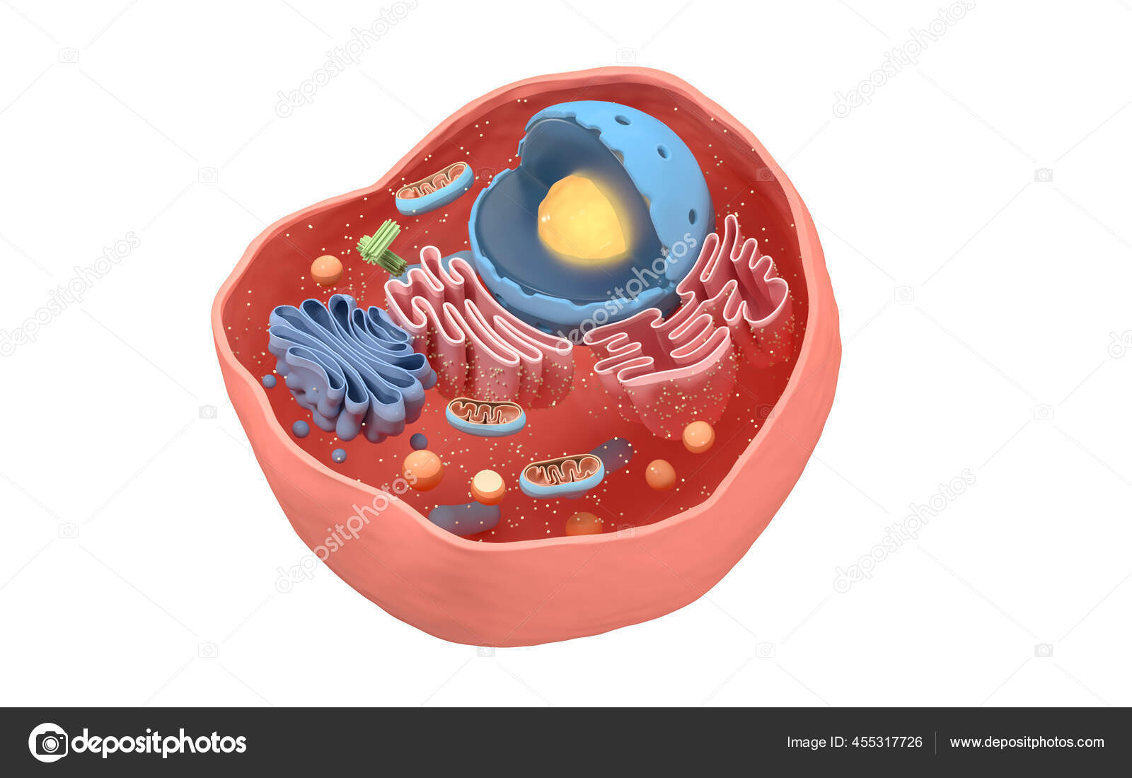 Sentriol Plantecelle Struktur Sel Oleh Ismail | PPT