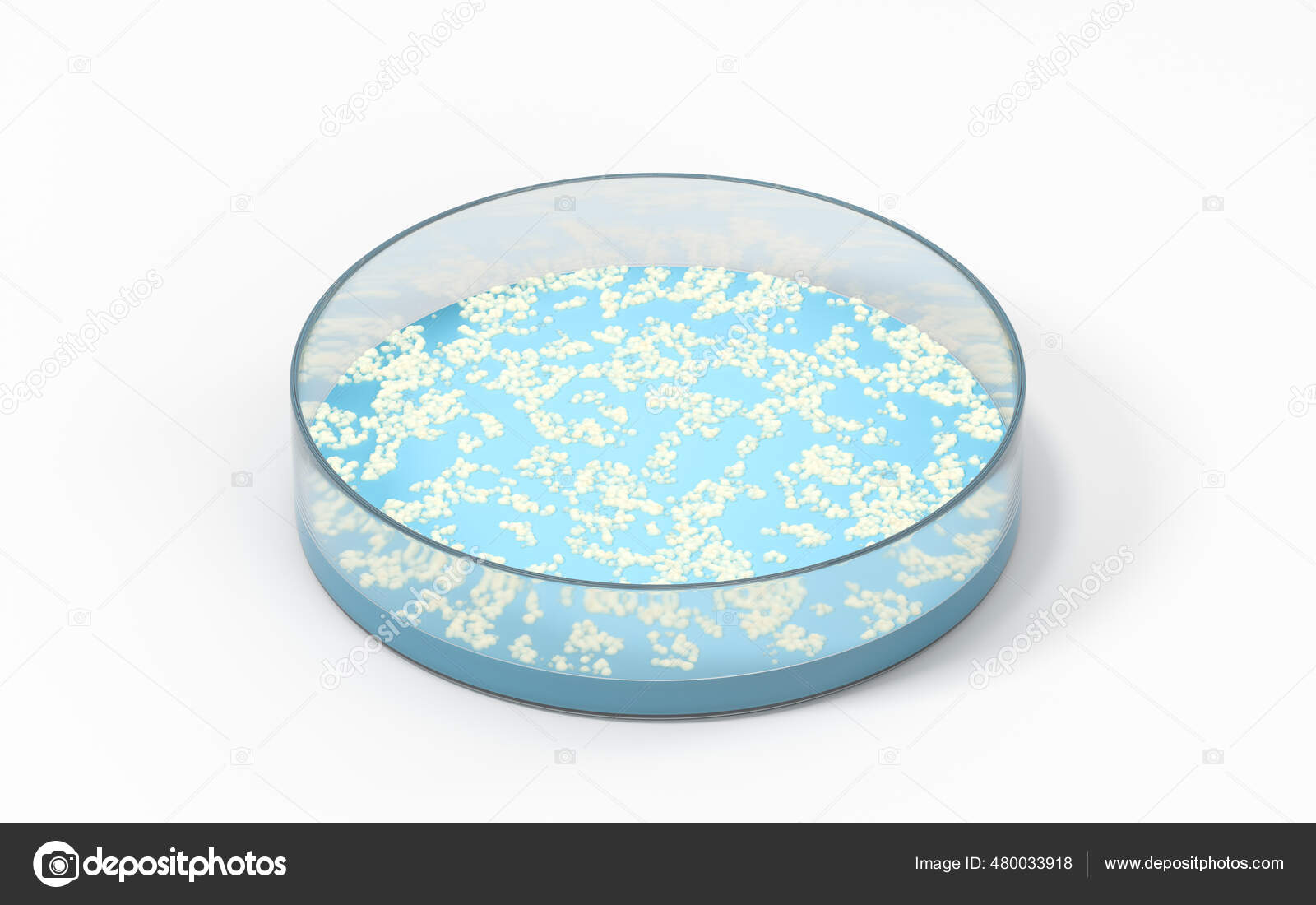 Petri Dish Drawing