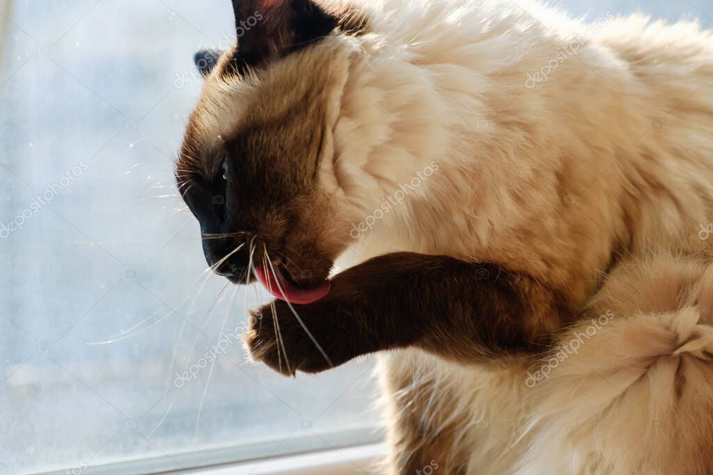 Gato arreglándose limpiando sus patas en el alféizar de la ventana ...