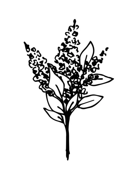 Botanical sketch of lilacs Vector Art Stock Images | Depositphotos