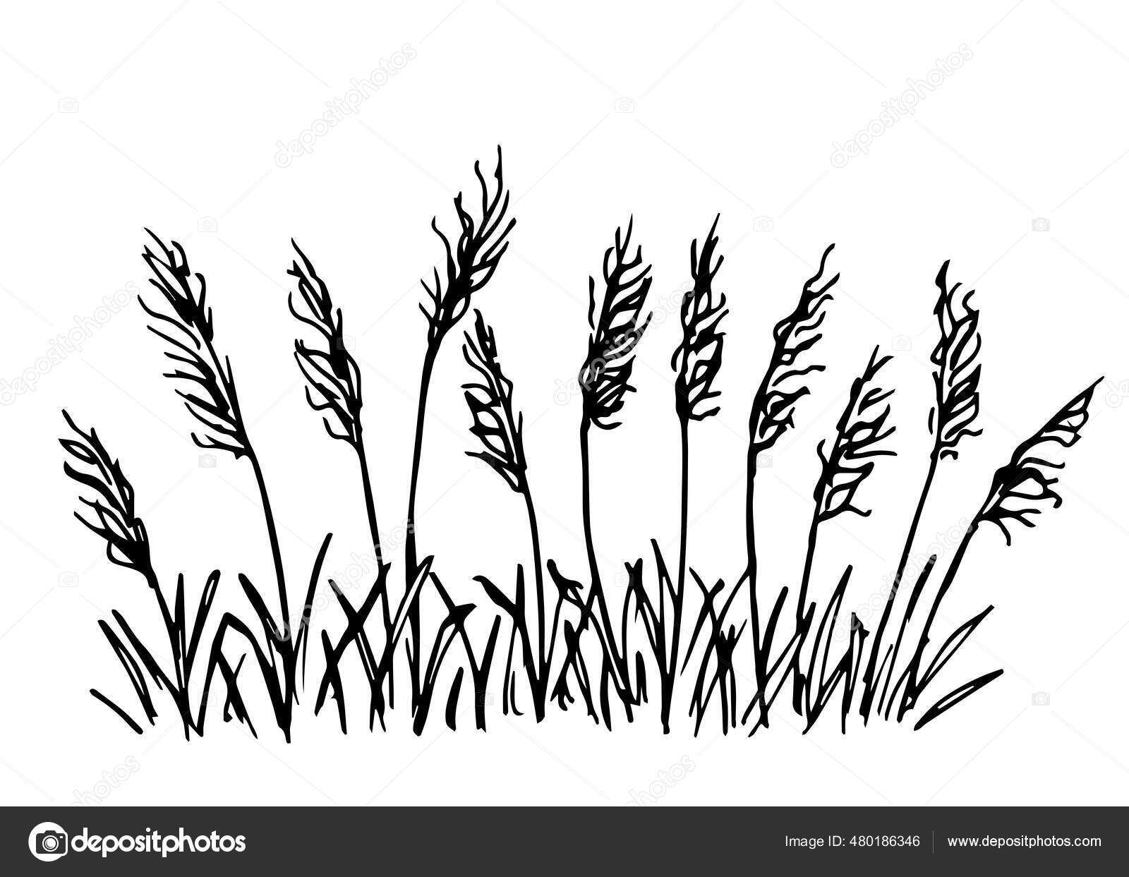 Dibujo Vectorial Simple Dibujado Mano Contorno Negro Hierba Silvestre ...