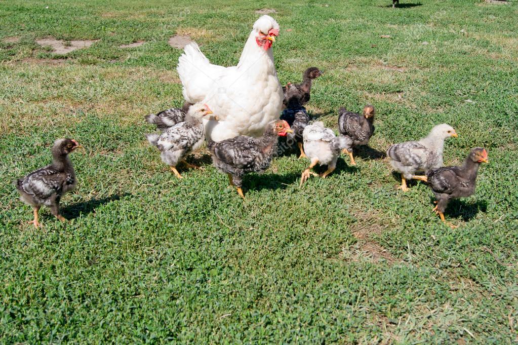 Los polluelos parloteando . — Foto de stock #79991494 © dadalia