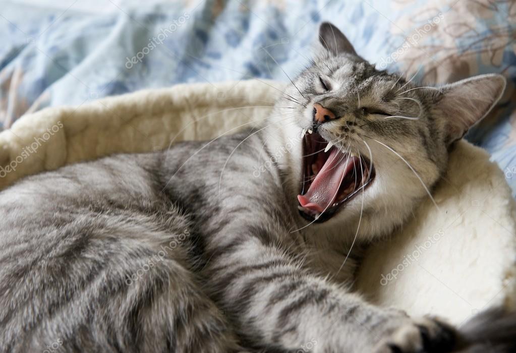 Cute Cat Yawning