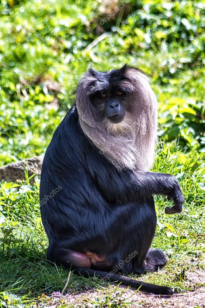 Macaco Com Cauda De Leao
