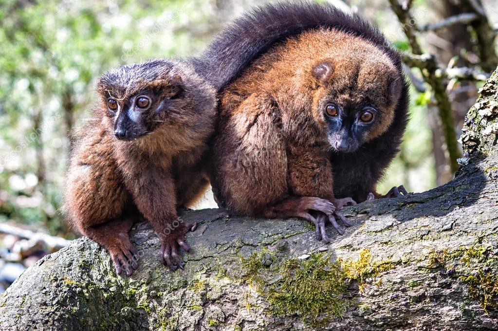 Red bellied lemur Stock Photo by ©atosan 109625456