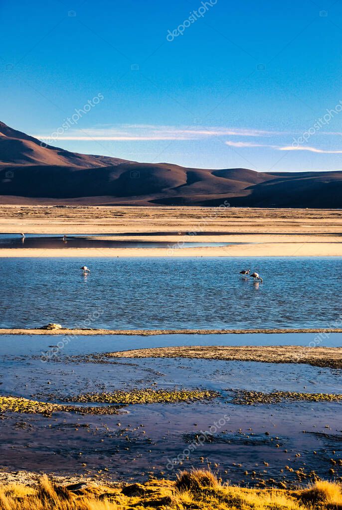 El altiplano, Reserva Nacional Los Flamencos, Desierto de Atacama ...