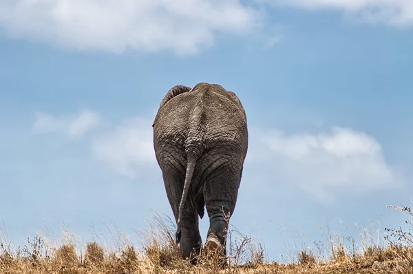 Indian elephant walk Stock Photos, Royalty Free Indian elephant walk ...