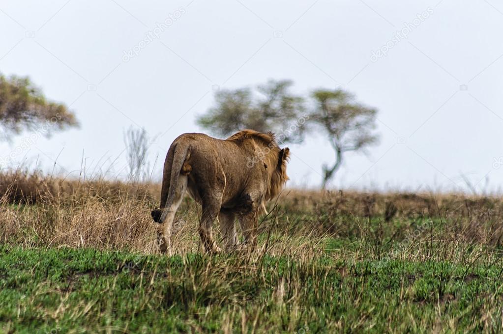 Lion Walking Away — Stock Photo © atosan #89597060 Lion Walking Away — Stock Photo © atosan #89597060