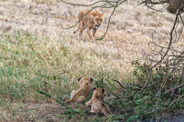 Three cubs in the den Stock Photos, Royalty Free Three cubs in the den ...