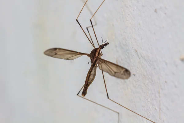 Large flying insect Stock Photos, Royalty Free Large flying insect ...