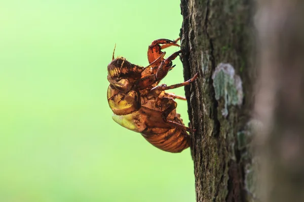 ᐈ A cicada shell stock pictures, Royalty Free cicada shell images ...
