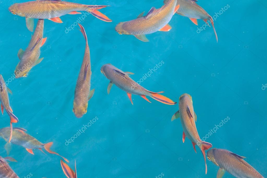 Fish in clear water view from above — Stock Photo © sirichai2514 #70536303