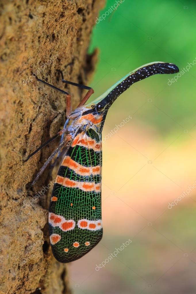 Lanternflies insect Stock Photo by ©sirichai2514 71115455