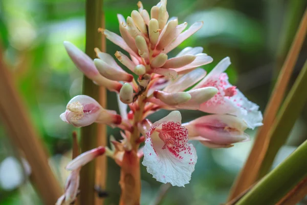 Shell ginger flower Stock Photos, Royalty Free Shell ginger flower ...