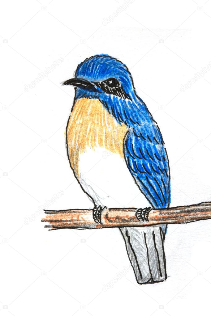 Kéktorkú légykapó madár rajz — Stock Fotó #81501266