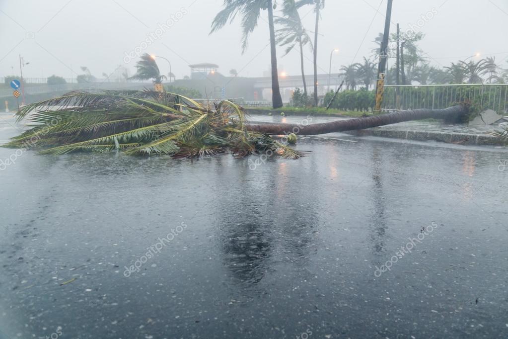 Tree and debri in road during typhoon Stock Photo by ©imagesbykenny ...