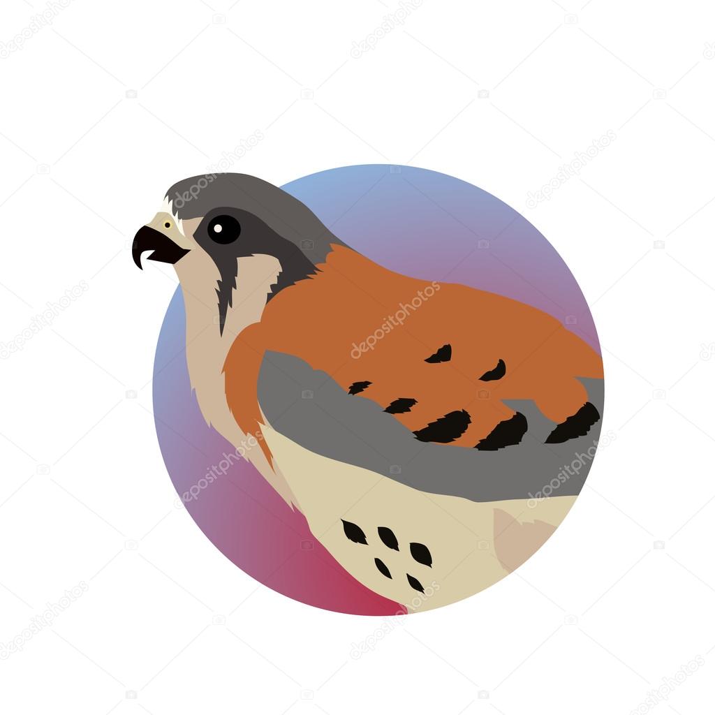 American Kestrel Flat Design Vector Illustration — Stock Vector ...