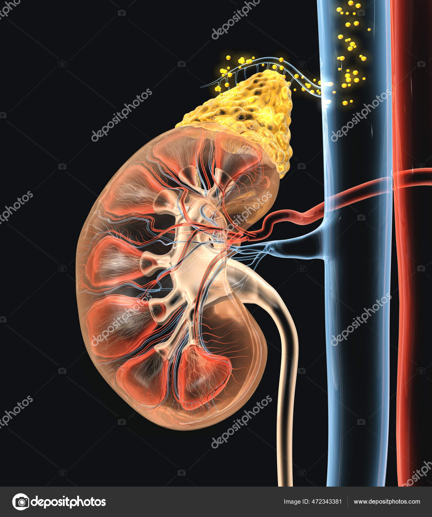 Riñón Humano Con Glándula Suprarrenal Resaltada Hormonas Flotando Los ...