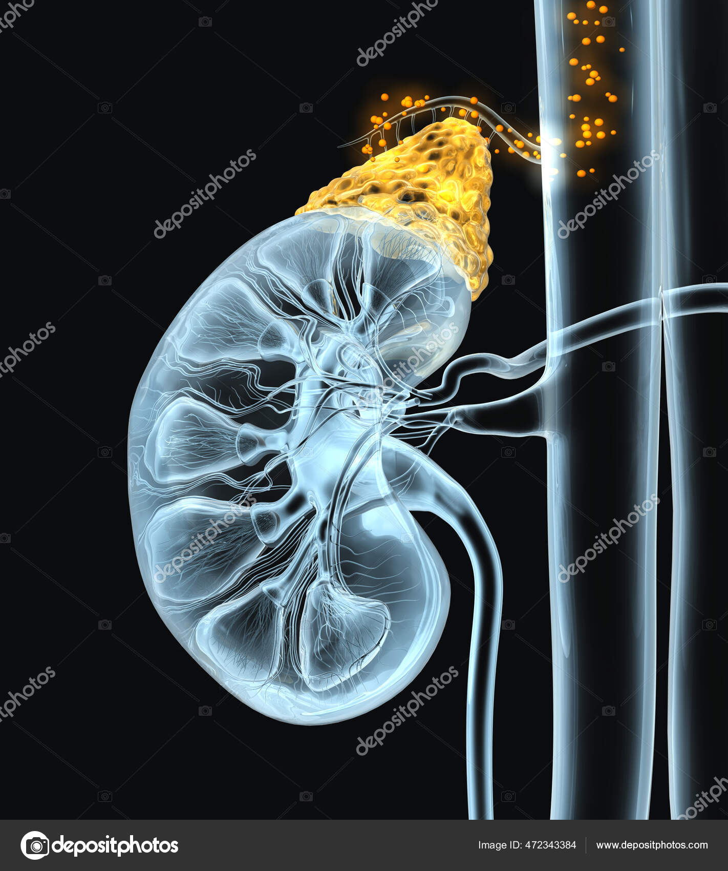 Riñón Humano Con Glándula Suprarrenal Resaltada Hormonas Flotando Los ...