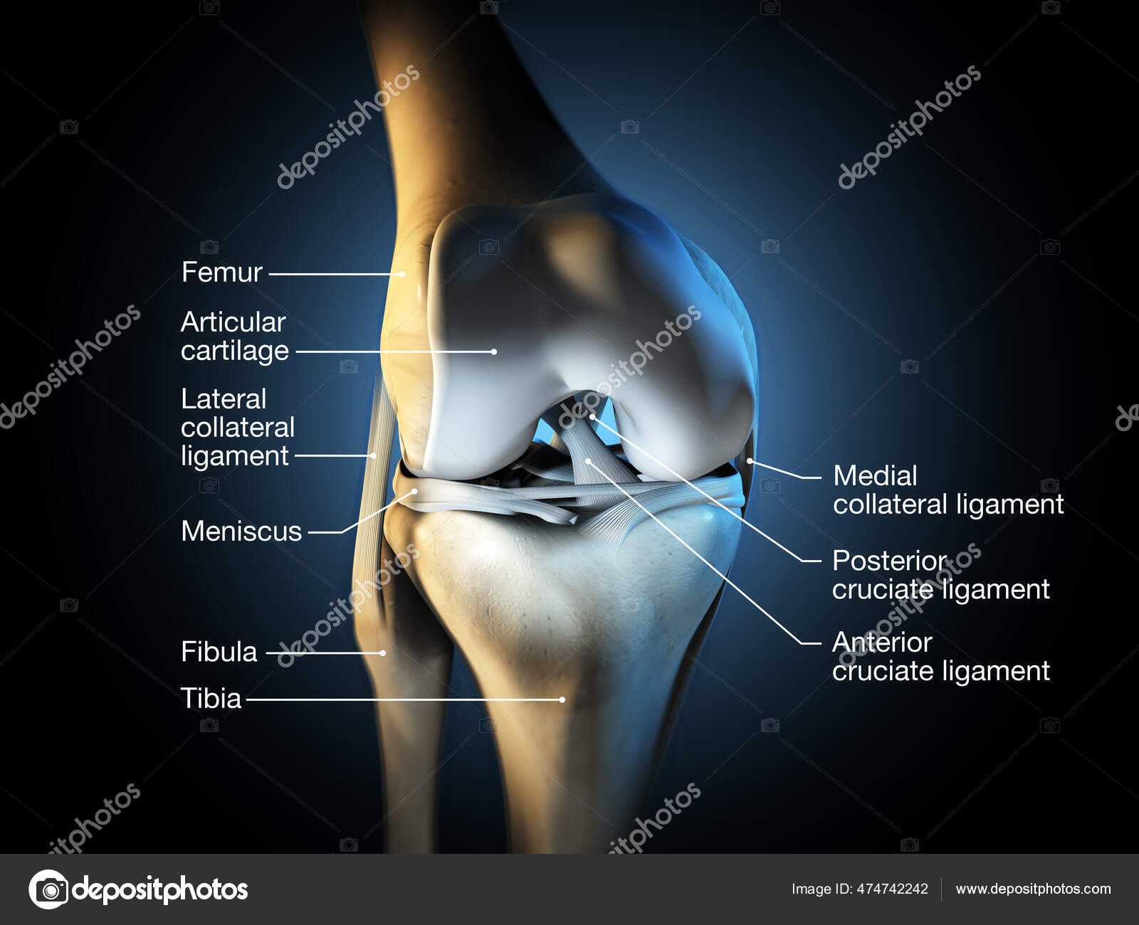 Articular Capsule Knee