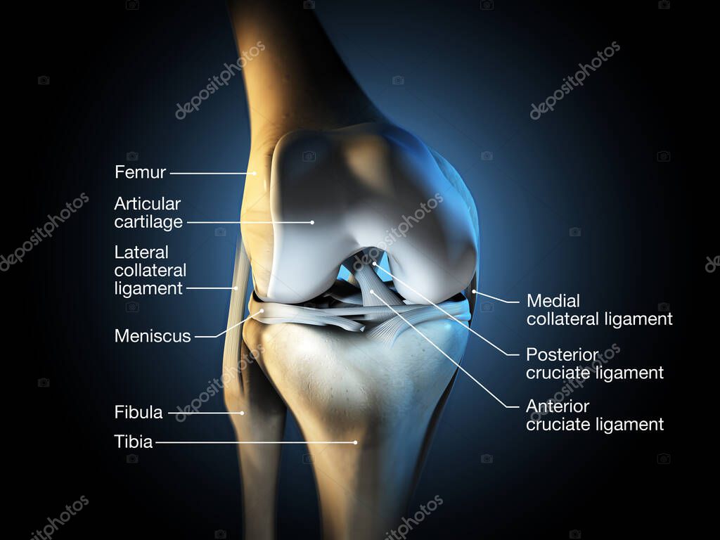 Ilustración médica precisa que muestra articulación de rodilla con ...