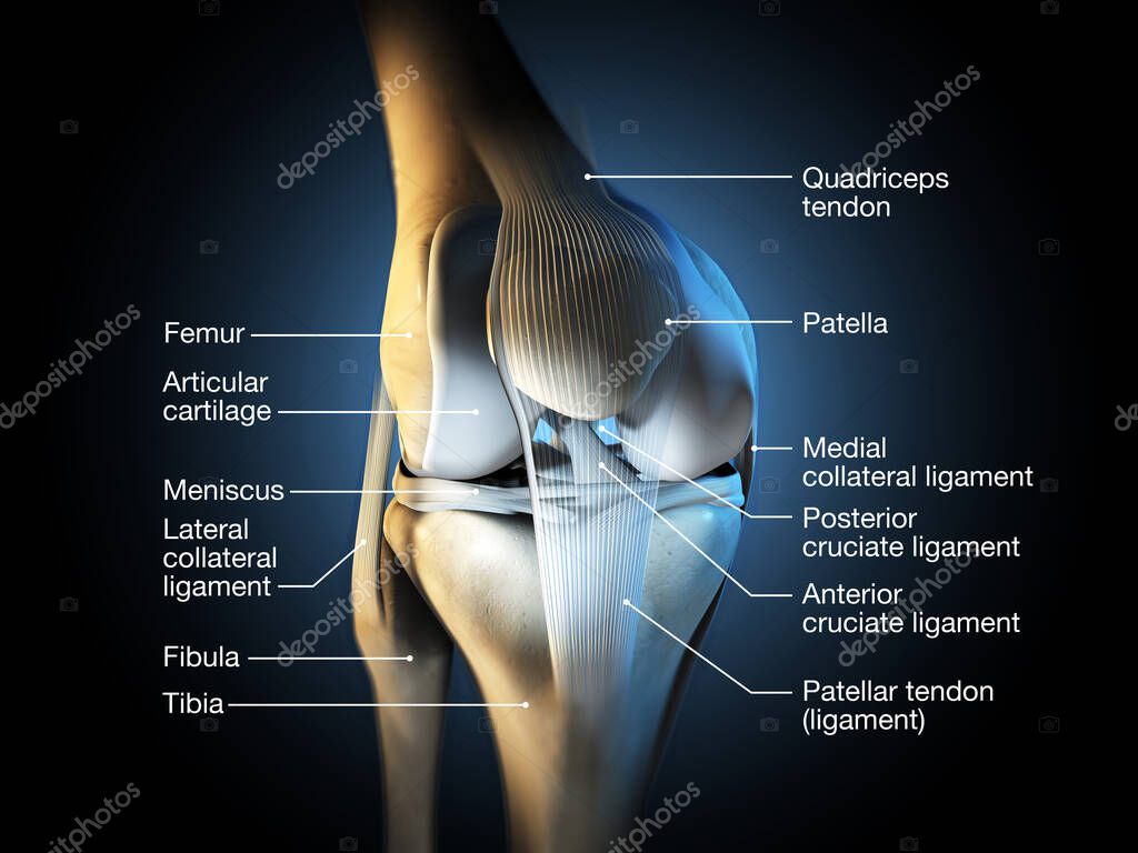Ilustración médica precisa que muestra articulación de rodilla con ...
